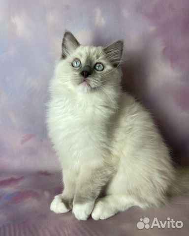 Рэгдолл мальчик в окрасе Блю Миттед