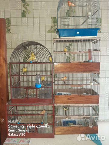 Кенара и канарейки