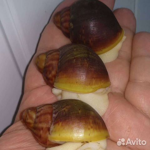 Арахатина Вентрикоза Леуцист