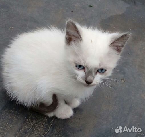 Котята
