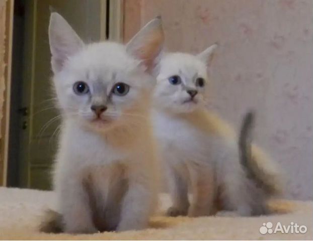 Котята - метисы сиамки в добрые руки