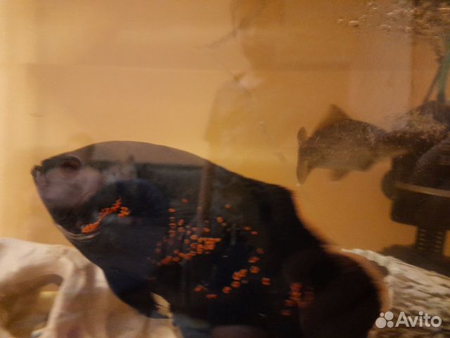 Красный астронотус из цихлид