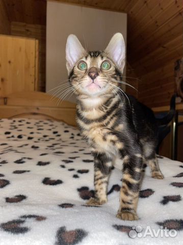 Мраморная бенгалка