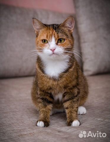 Луша (1год) яркая, сочная кошечка ищет дом