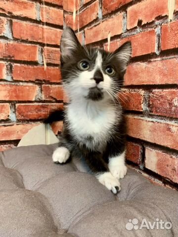 Котёнок Бася 2 мес