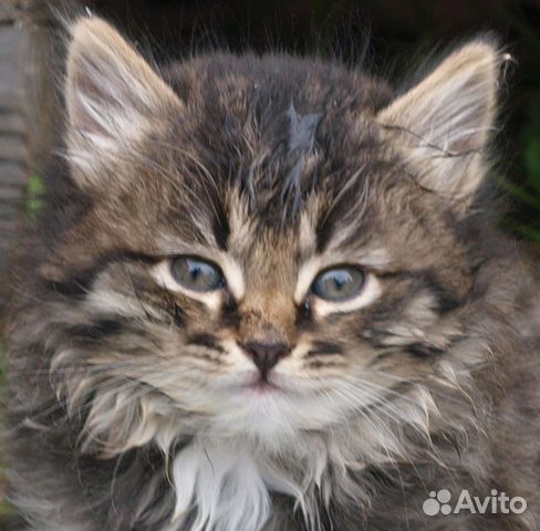 Сибирский котенок девочка Юка, 1.5 месяца