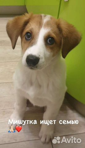 Мишаня щенок дворняга