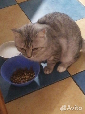 Отдам бесплатно котка Барса добрые руки. В связи с