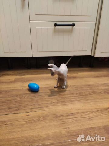 Канадский сфинкс котенок девочка в добрые руки