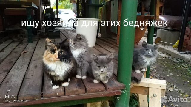 Спасите котенка Замерзают