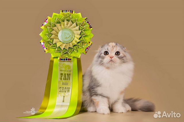 Шотландские котята