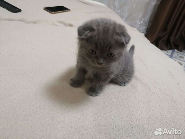 Шотландские котята