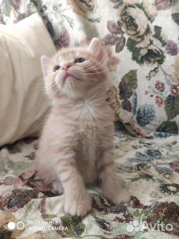 Котенок (мальчик) ищет любящих хозяев