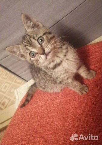 Мишель ищет дом