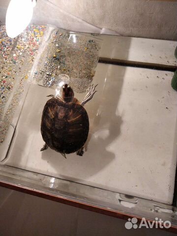 Красноухая черепаха