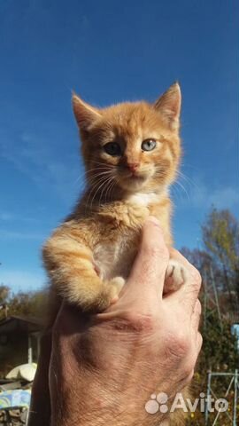 Котята в добрые руки москва