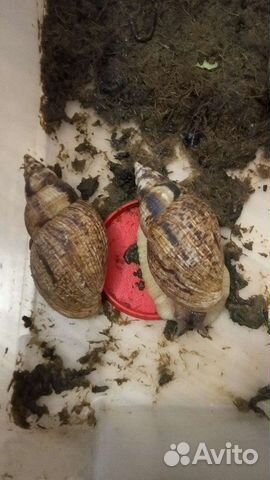 Улитки Ахатины гиганты xxxl