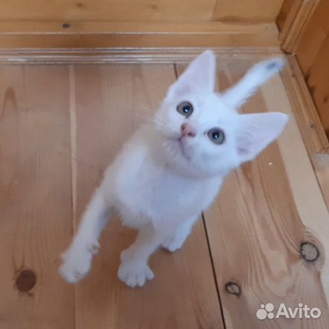 Белоснежная кошечка
