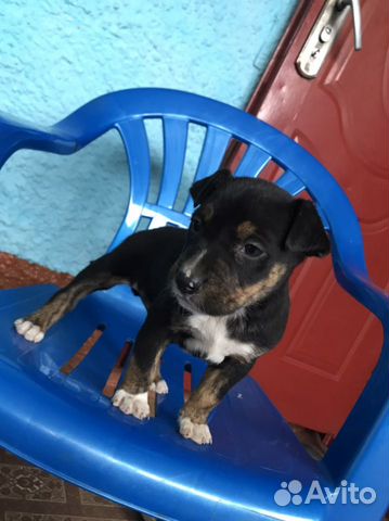 Стаффордширский терьер