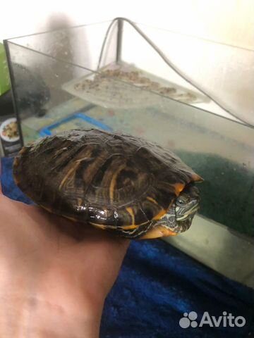 Отдам Красноухую черепаху