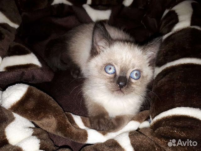 Тайский котенок