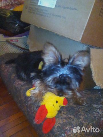 Йоркширский терьер щенки