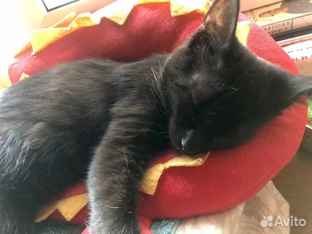 Котик в добрые