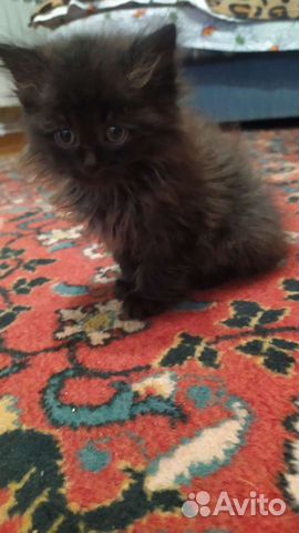 Котёнок