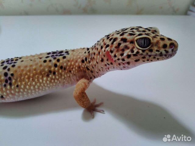 Эублефар мальчик