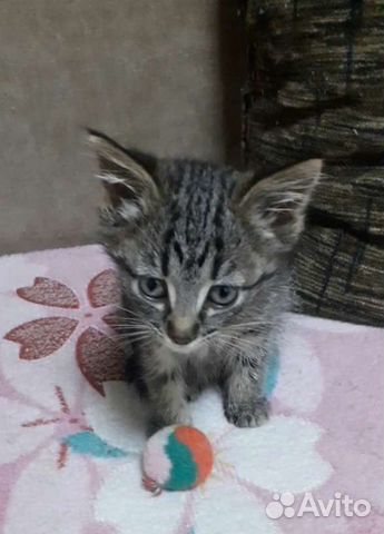 Котенок девочка полтора месяца в дар
