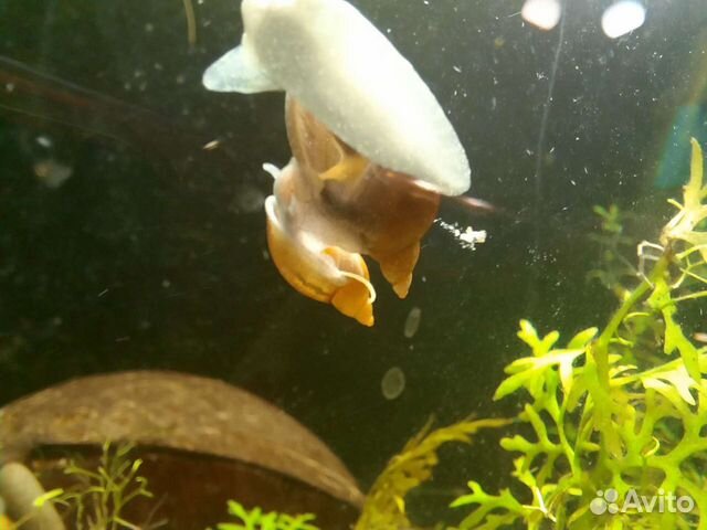 Улитки покемоны