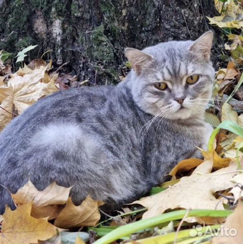 Породистый британец в полосочку