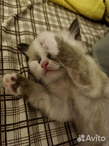 Котенок
