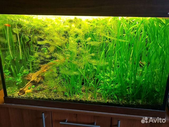 Прополка аквариум роголисник и валлиснерия