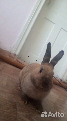 Декоративные кролики