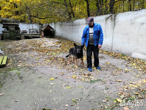 Собака в добрые руки (охранник)