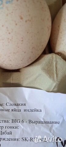 Индюшата