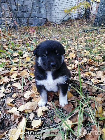 Ищет дом щенок мальчик