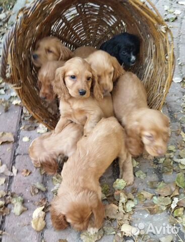 Русский спаниель и английский спаниель