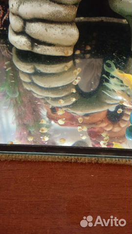 Улитки ампулярии, икра ампулярии