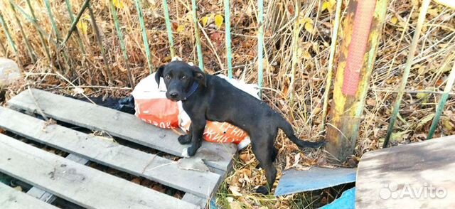 Щенок в добрые руки бесплатно