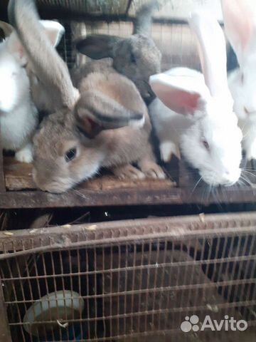 Кролик разные больше самок,цена от возвроста 700,6