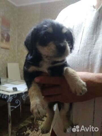 Отдам в добрые руки щенка. Мама пекинес