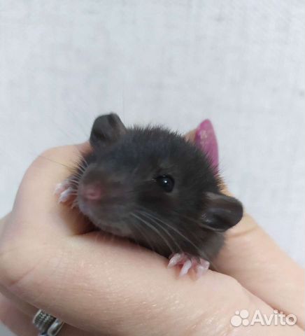 Крыса дамбо