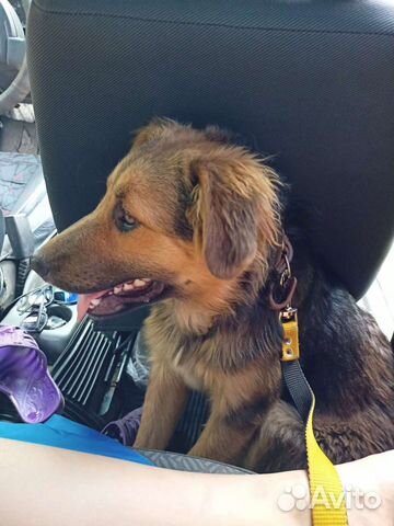 Собака в добрые руки