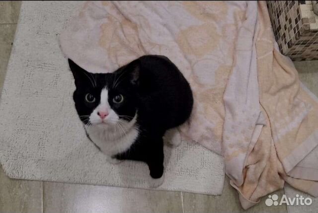 Кот Рэмбо