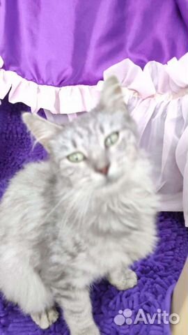 Кошка в дар