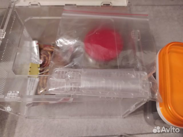 Набор для разведения муравьев