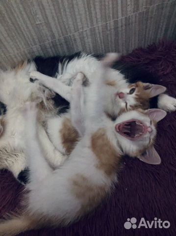 Котятки в добрые руки