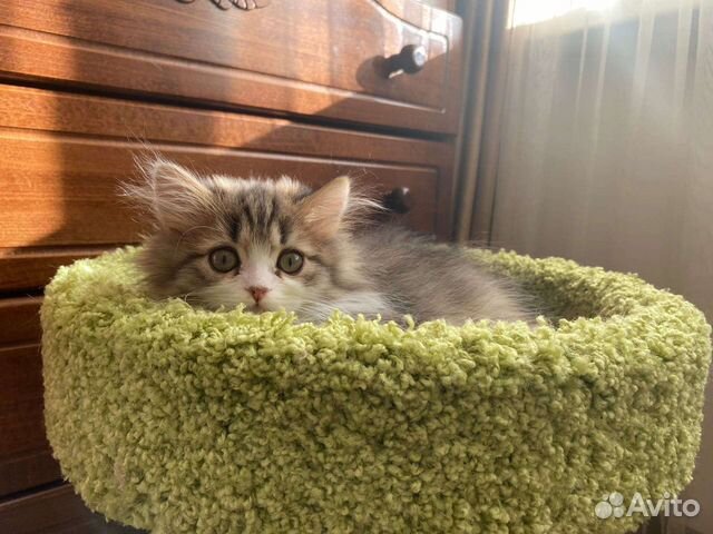 Котик Чучик